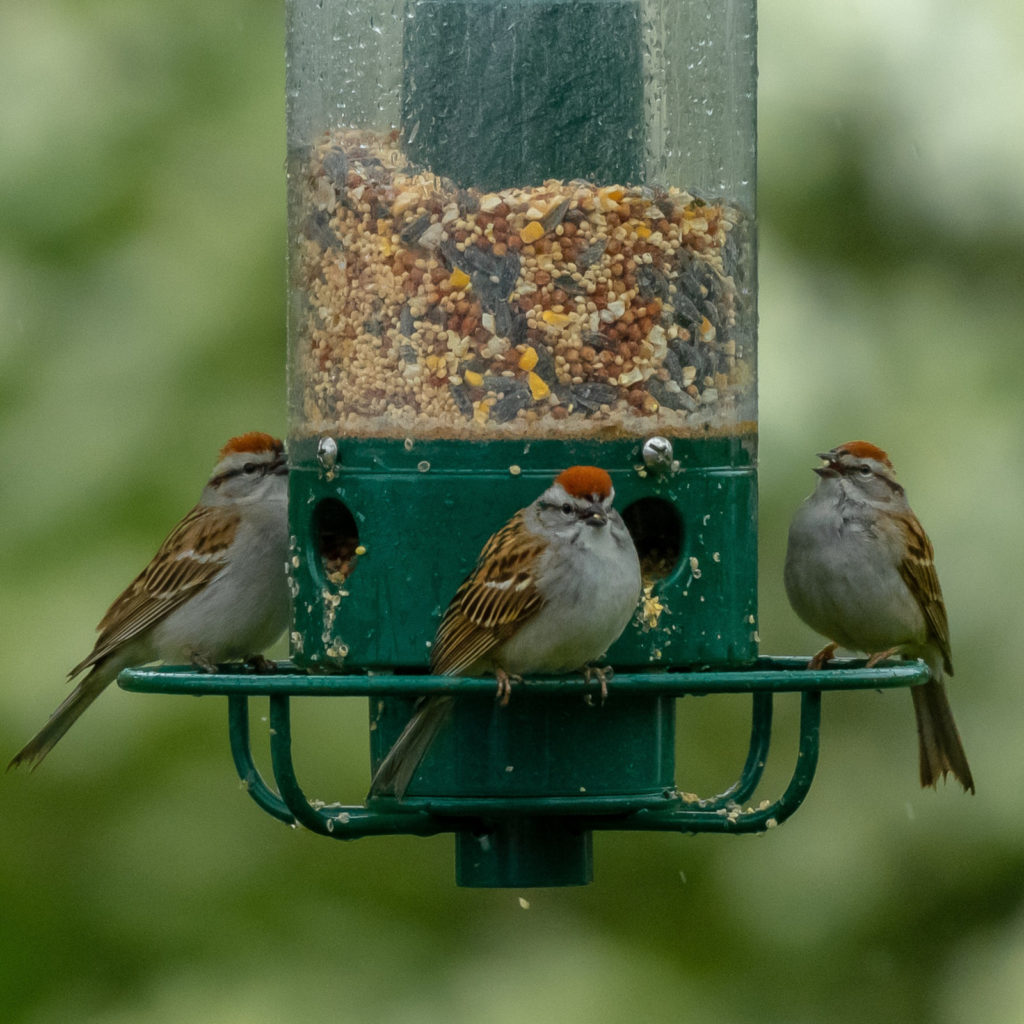 Pigeon Feeding Guide | Read Our Ultimate Guide