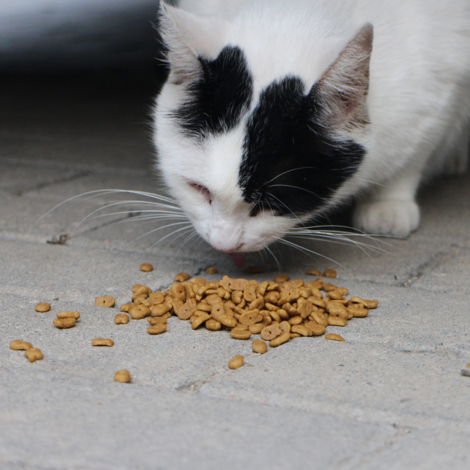 Wet vs Dry Cat Food: Which Is Best for Your Cat?