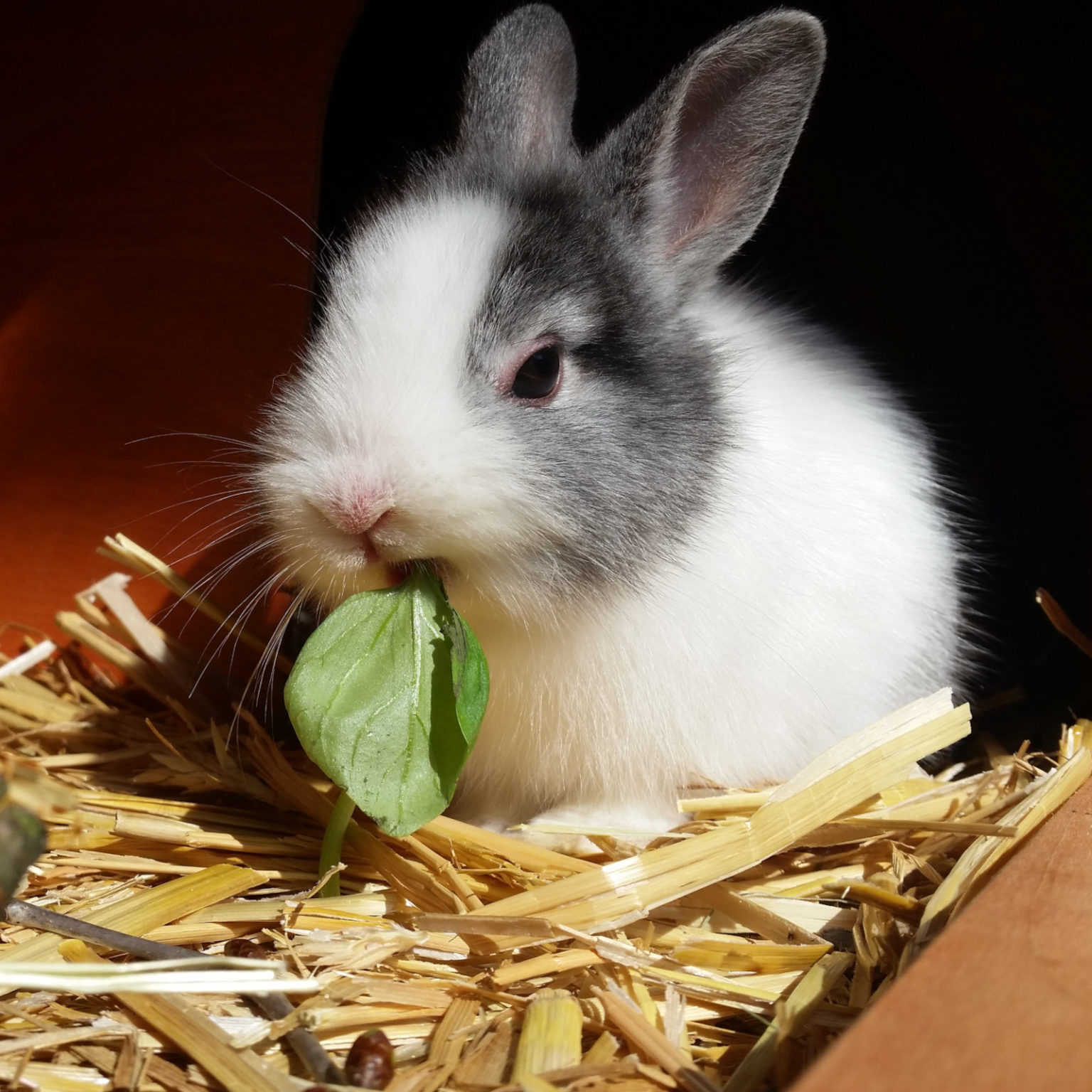 Balanced Diet for Rabbits: Nutrition Tips for Healthy Rabbits