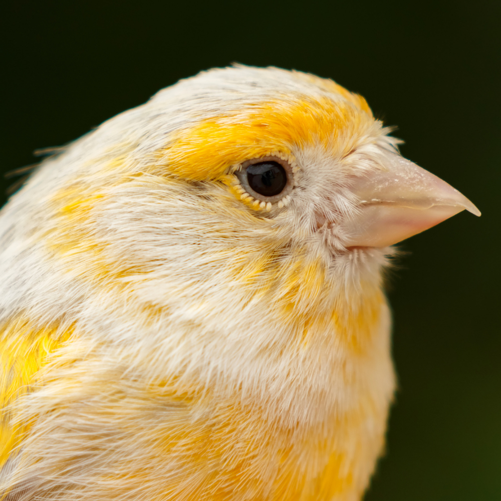 SkyGold Finest Plain Canary Seed 20Kg - Pets Apply