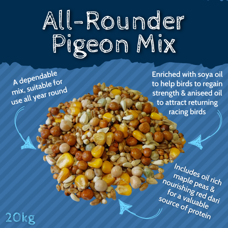 Pigeon Feeding Guide | Read Our Ultimate Guide