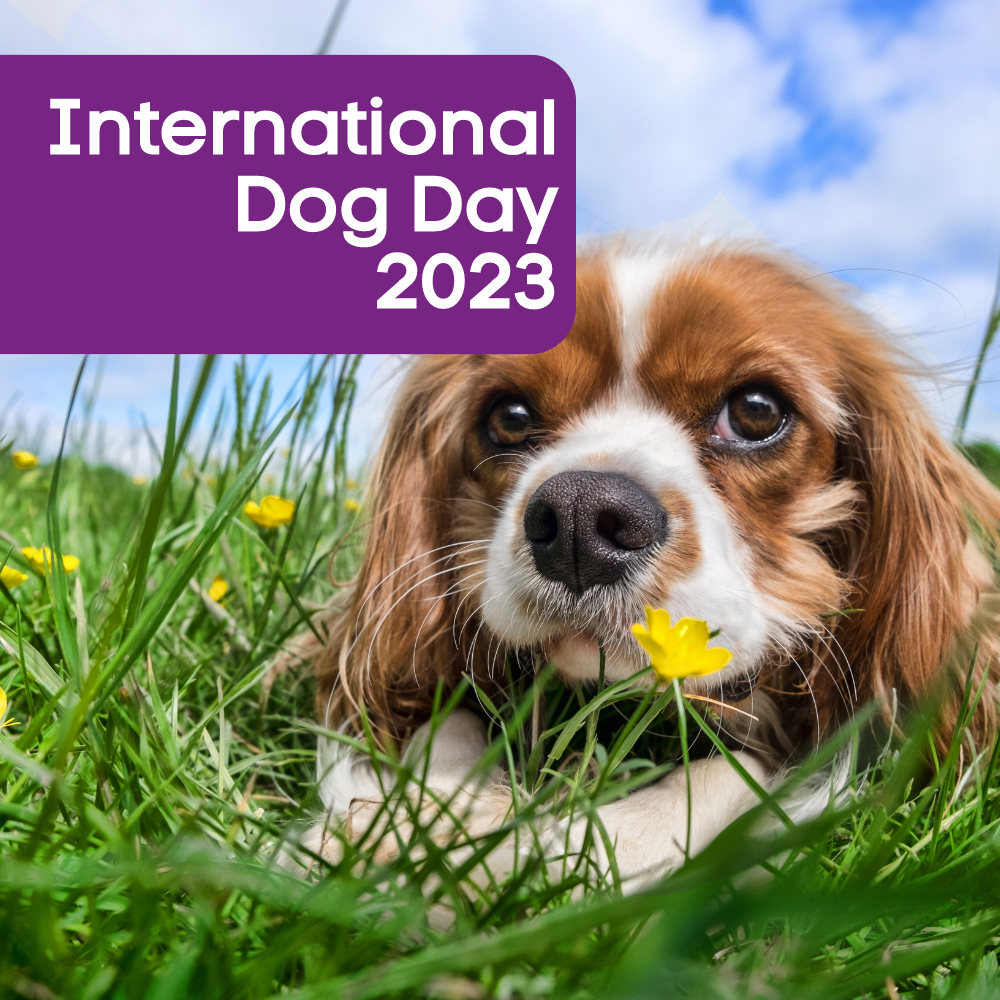 International Dog Day 2023