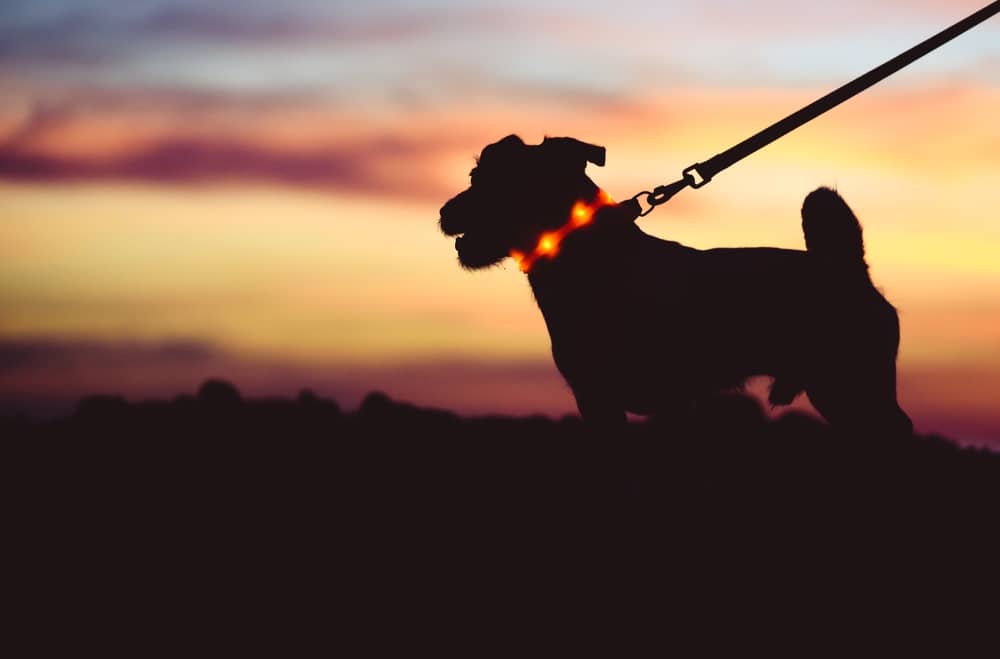 Dog Walking in the Dark: Our Top Safety Tips