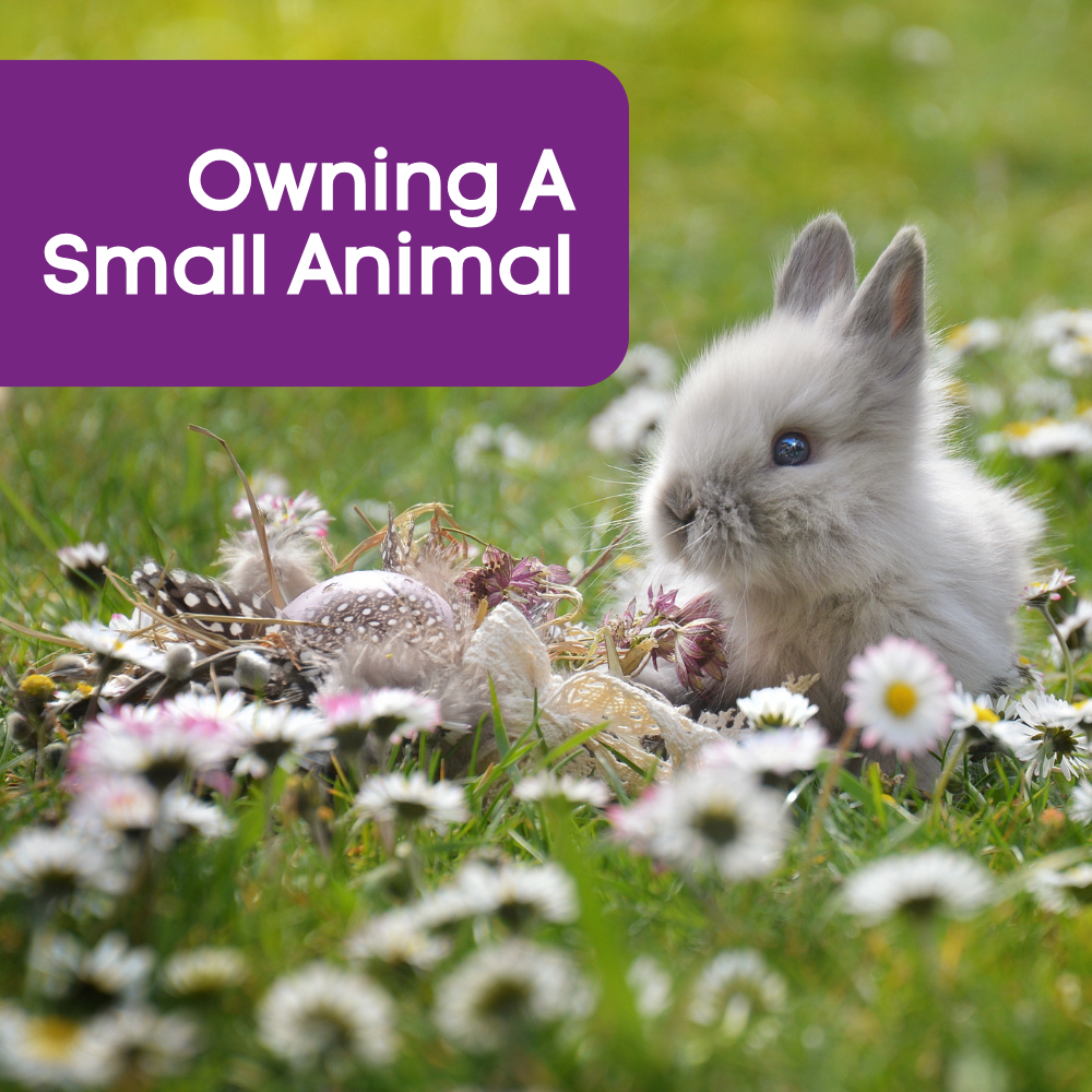 Owning a Small Animal - Gladwells Pet & Country Stores Online Shop