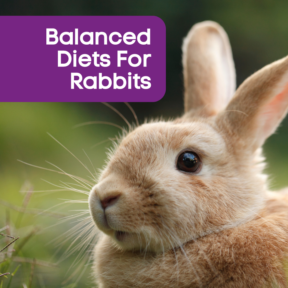 Balanced Diet for Rabbits: Nutrition Tips for Healthy Rabbits